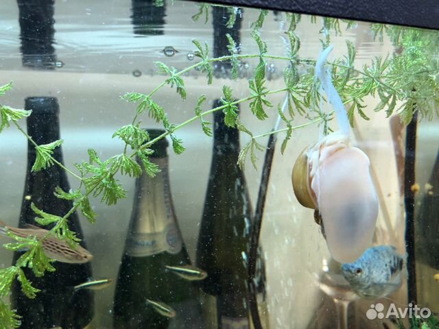 Ампулярии - Отдадим штук 50 маленьких улиток для а