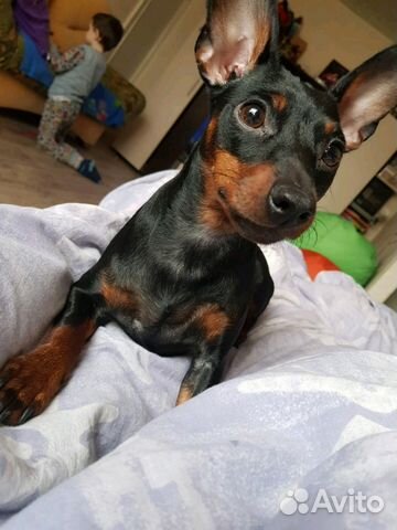 Мини доберман