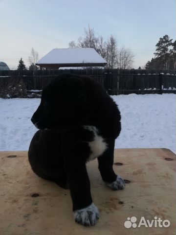 Чёрные сао-дети