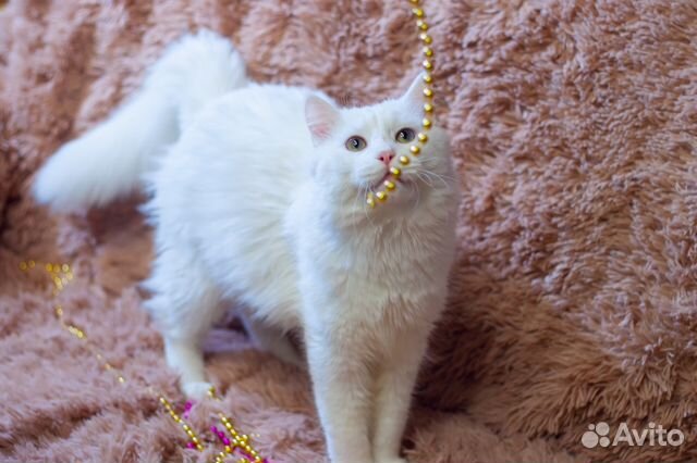 Кот Тирамису ищет дом