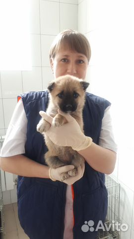 Отдаем щеночка-сиротку в добрые руки