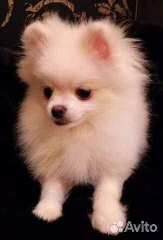 Щенок белого шпица