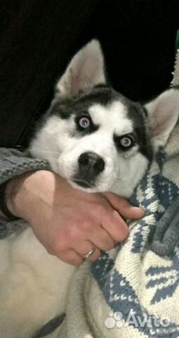 Сибирский хаски