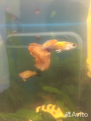 Улитки, гуппи, меченосцы, моллинезии