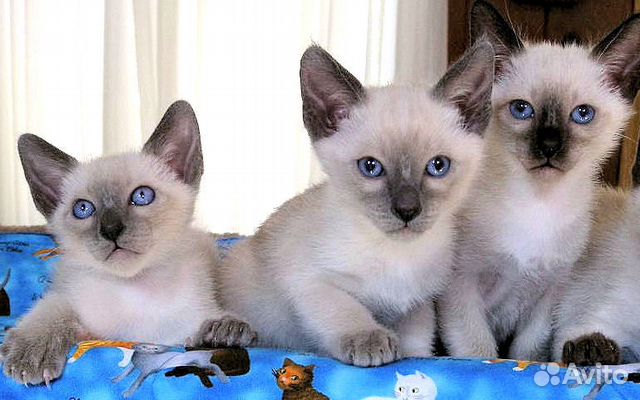 Роскошные тайские котятки