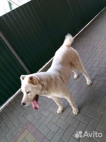 Среднеазиатская овчарка