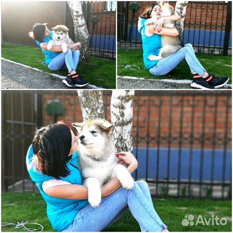 Мальчик аляскинского маламута 2.5 месяца