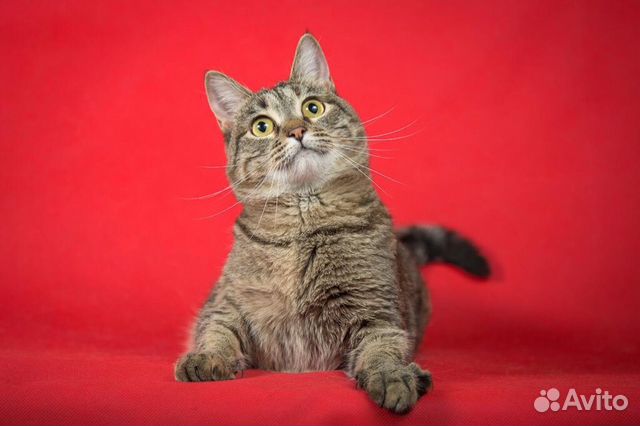 Кошка Руся - молодая, чудо -девочка в хорошие руки