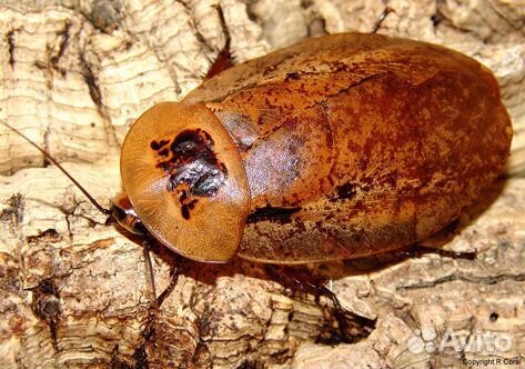 Крылатые тараканы Arhimadrita tesselata