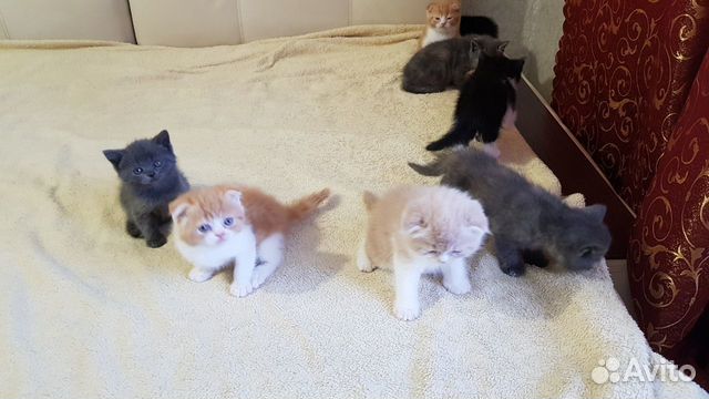 Британские вислоухие малыши