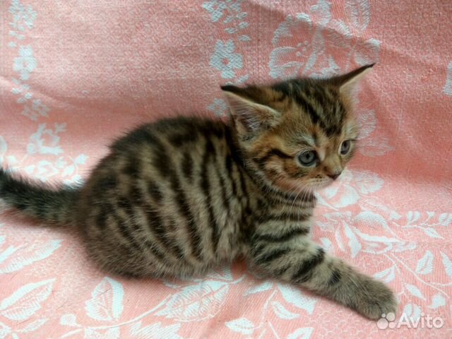 Тигровые малыши