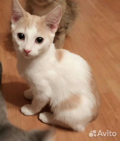 Рыжулькины в добрые руки