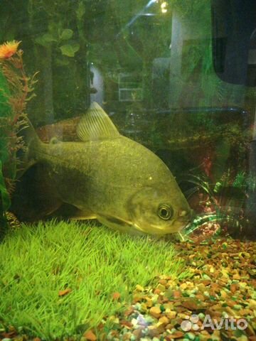 Рыба паку красный