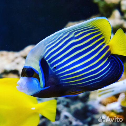 Обслуживание чистка аквариумов и прудов г Казань