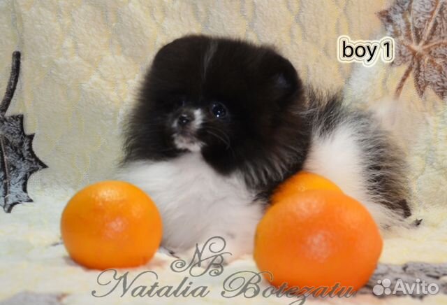 Шпиц померанский