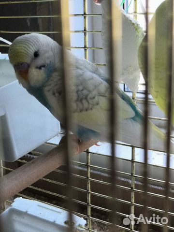 Самцы волнистых попугаев