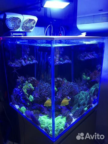 Морской аквариум, морская система, светильник