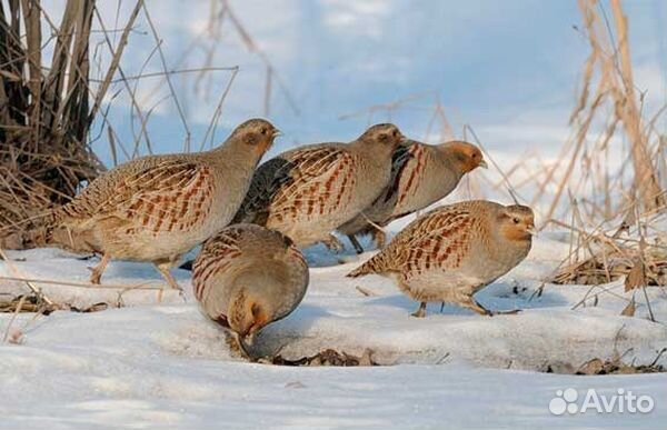 Серая куропатка только опт