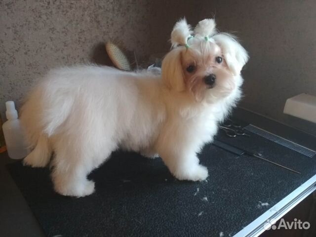 Щенки балонки