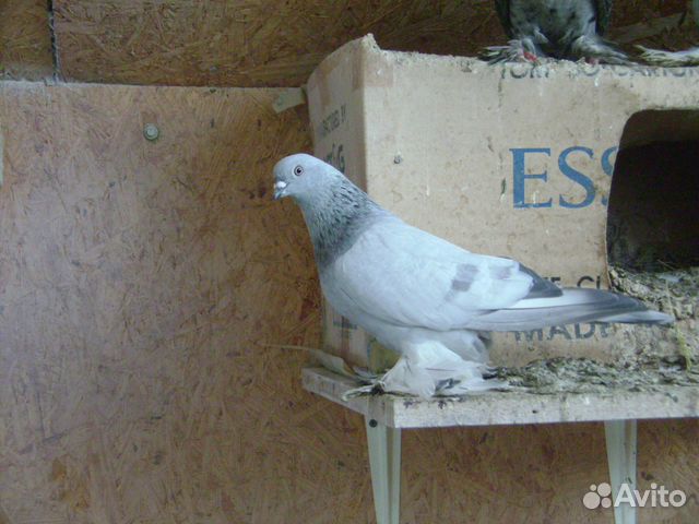 Голуби Касаны