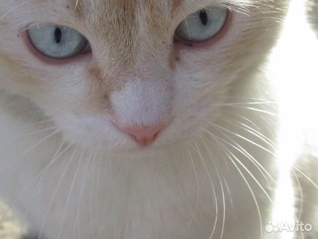 Счастье в дом Котик ищет семью