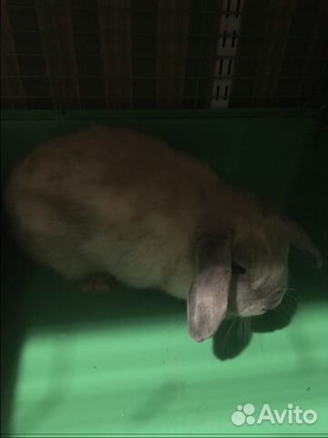 Кролик карликовый баран