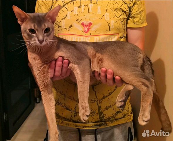 Вязка с Абиссинским красавчиком