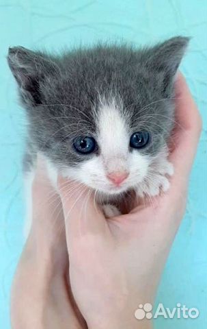 Котенок Бусинка в семью