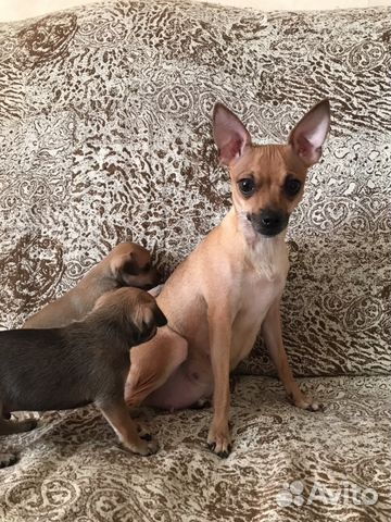 Той-терьерьчики(щенята)