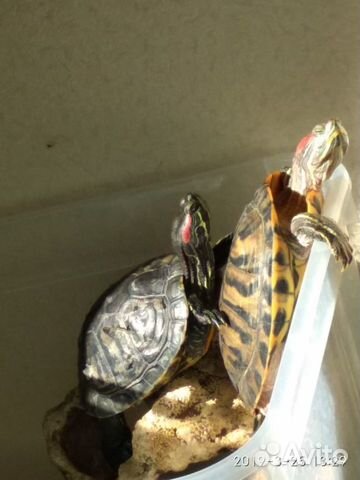 Красноухие черепахи бесплатно