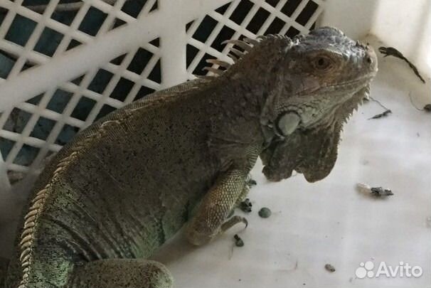 Зелёная игуана