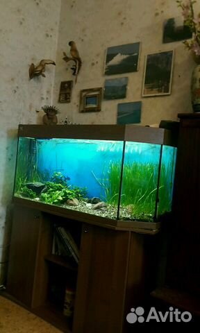 Аквариум с рыбами