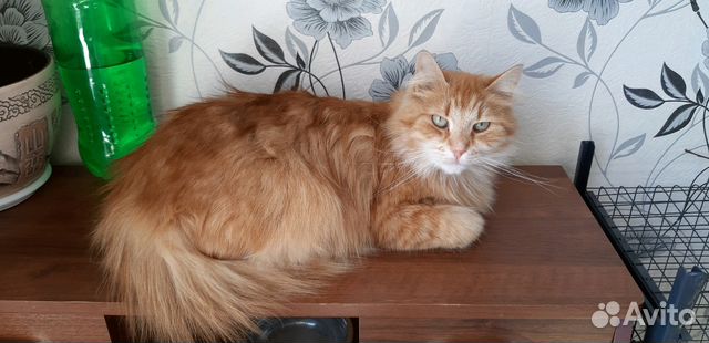 Шикарный рыжик Лео