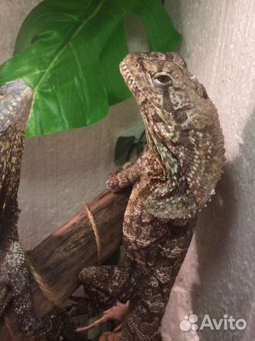 Плащеносная ящерица Самка