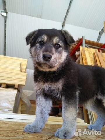 Малышка-топтыжка