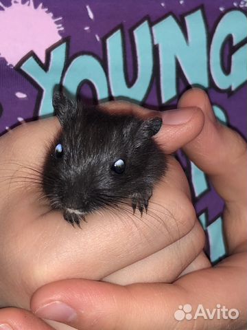 Песчанка черненькая девочка