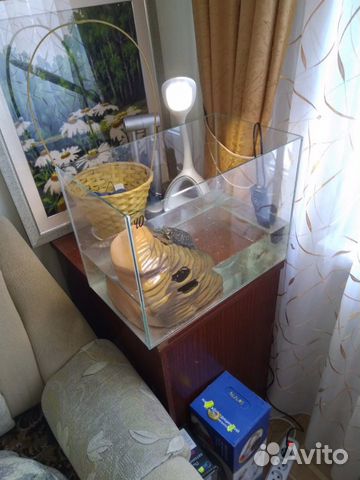 Отдам красноухую черепаху