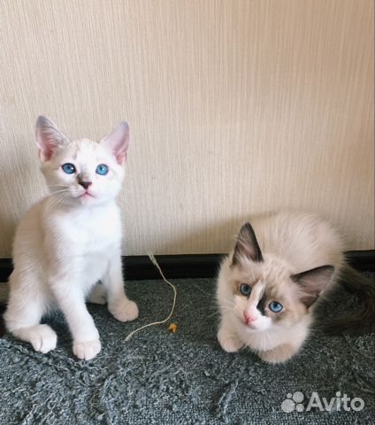 Котята метисы