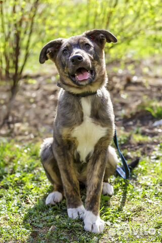 Веселый щенок Марта в дар