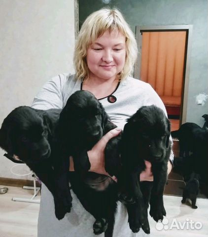 Щенки флэта