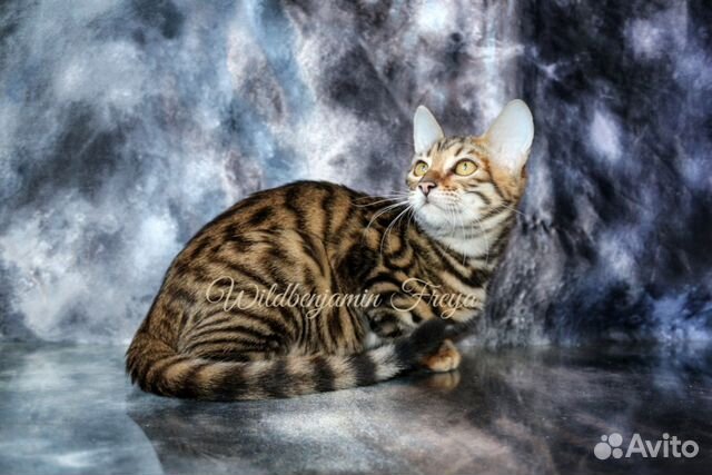 Тойгер девочка