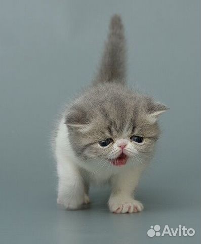 Персы и экзоты, котята