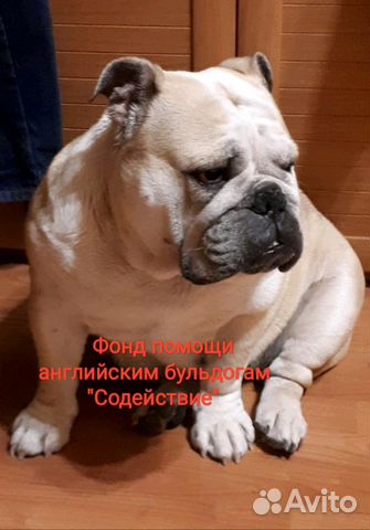 Английская бульдожечка Черри 5.5 лет