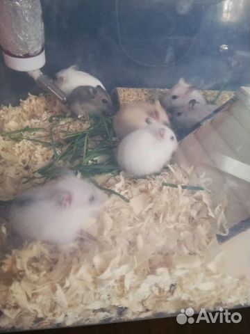 Джунгарский хомяк