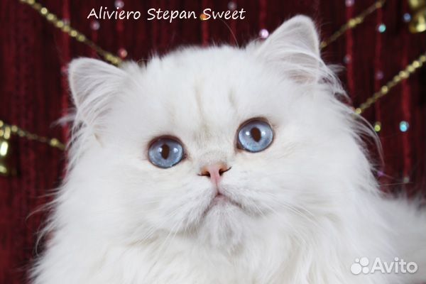 Молодой котик Стёпушка