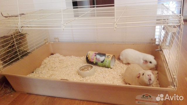 Две морские свинки