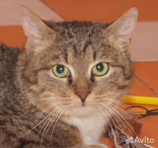 Шотландский котенок (метис) Мик - тихоня и ласкуша