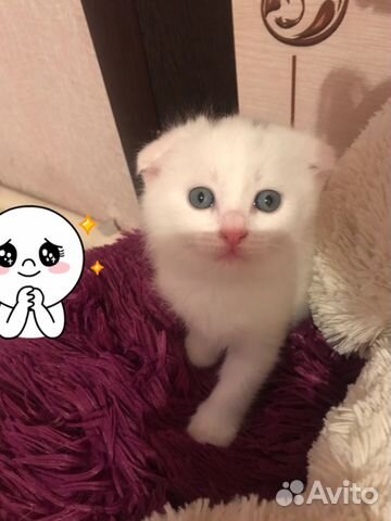 Продаются котята