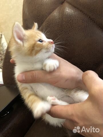 Котята