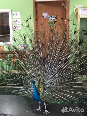 Индийский Павлин